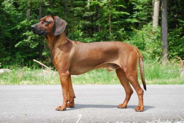 Modehund Schweißhund von Anke Lehne | Zusatzmodul Jagdverhalten